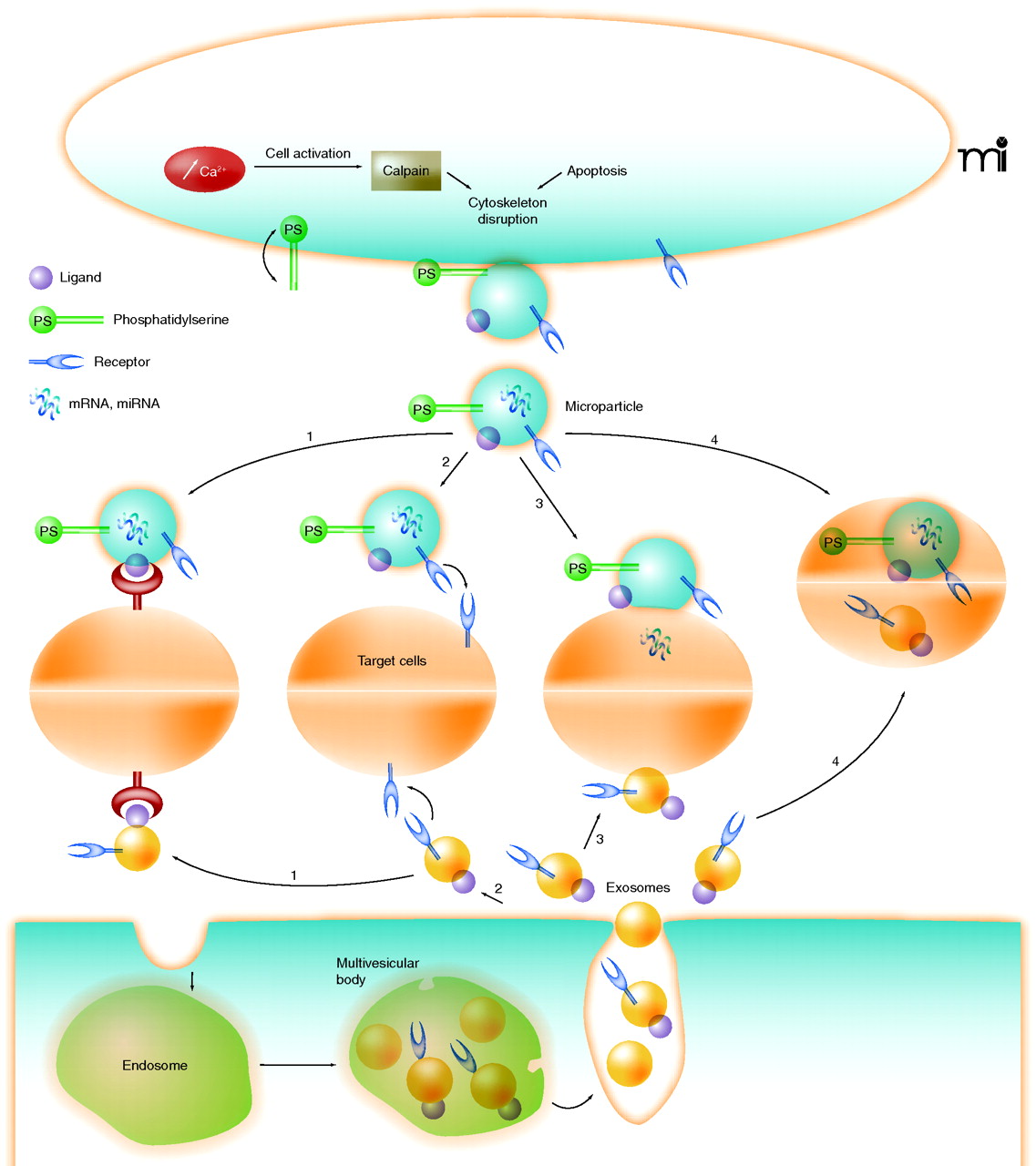 Quorum Sensing Part 2 - Intra and inter-species molecular ...