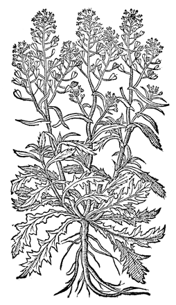 The Pharmacology of Mithridatum: A 2000-Year-Old Remedy