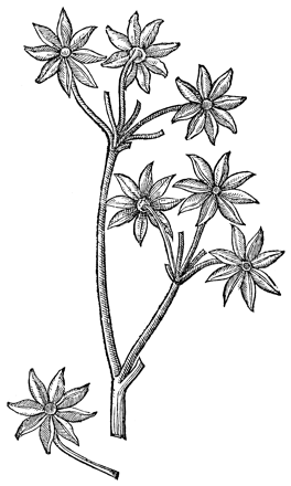 The Pharmacology of Mithridatum: A 2000-Year-Old Remedy