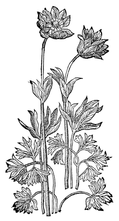 The Pharmacology of Mithridatum: A 2000-Year-Old Remedy