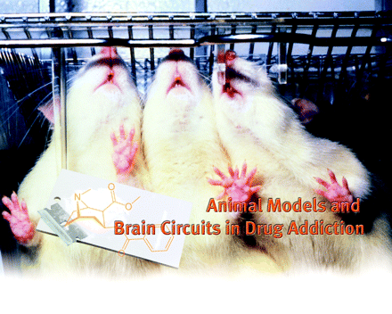 Animal Models and Brain Circuits in Drug Addiction